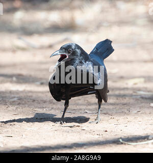 Torresian Crow (Corvus orru) on beach Redcliffe, Queensland, Australia ...