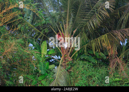 Coconut palm tree in pot plastic isolated white background, Coconut ...