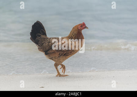 chicken hen walking on sandy beach Stock Photo - Alamy