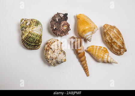 seashells, conch, white background - Image Stock Photo - Alamy