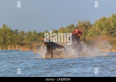Bull galloping in the water, running bull in Camargue Stock Photo - Alamy