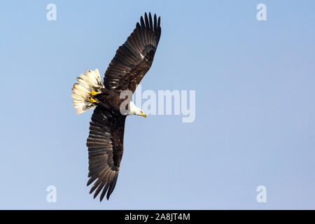 A wild, mature bald eagle hunting fish along the Iowa River in Iowa ...