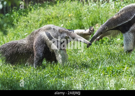 Giant anteater (Myrmecophaga tridactyla). Isolated over white ...