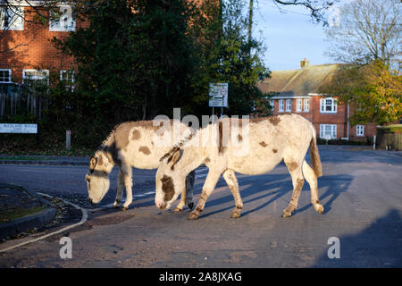 Donkey walking streets of Brockenhurst Stock Photo - Alamy