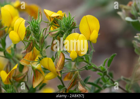 Yellow Rest Harrow Flowers in Bloom in Springtime Stock Photo - Alamy