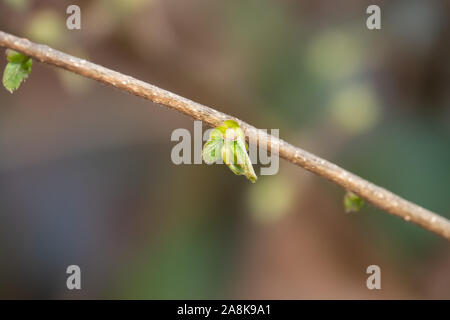 Young hazel tree branch sprout with new growing leaves in spring forest ...