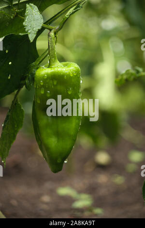 Fresh rain falling on the soil, transparent water droplets and ...