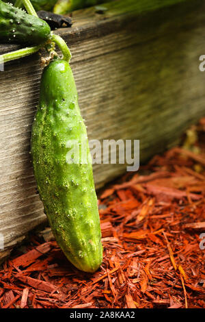 For genetically modified food, cucumber in banana peel Stock Photo - Alamy
