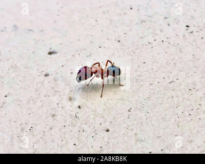 A Florida carpenter ant, Camponotus floridanus Stock Photo - Alamy