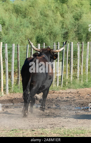 Bull running, charging bull in Camargue Stock Photo - Alamy