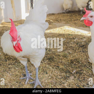 Bresse Gauloise Chicken, Rooster, Huhn, Hahn, 16 Week old, in Janja ...