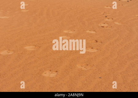 Footprint of a camel in the sand of the Sahara in Sudan, africa Stock ...