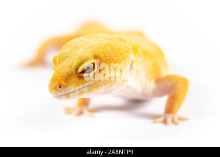 Leopard Gecko, eublepharis macularis, close up photograph on a plain ...