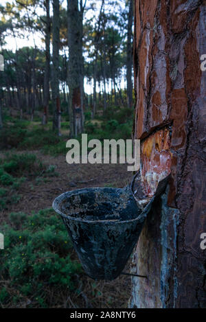 Tapping tree resin from a Pine tree to make home made Retsina on the ...