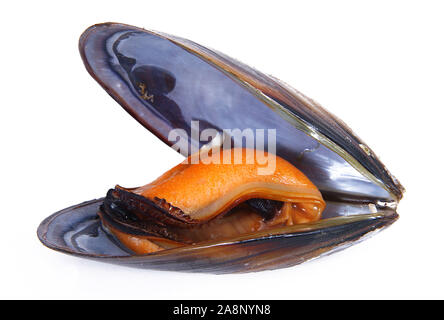 Fresh mussel on white background Stock Photo - Alamy