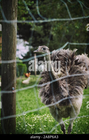 Greater Rhea, Rhea americana, in Pampas coutryside environment, La ...