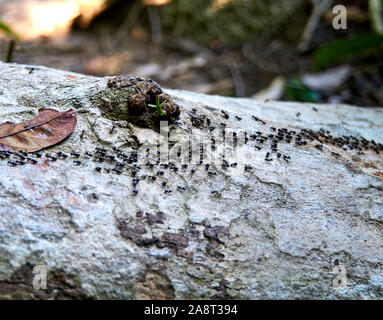 Ants in National Park in Penang, Malaysia Stock Photo - Alamy