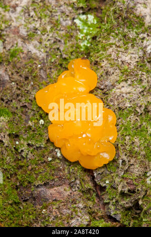 Dacrymyces chrysospermus (Orange jelly fungus) spores, bright field ...