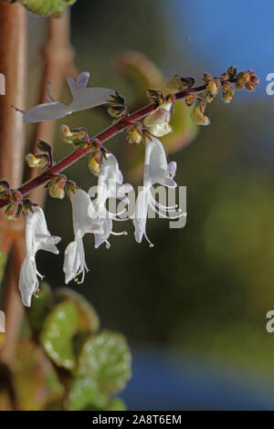 tiny incense plant flowers Latin plectranthus coleoides also known as ...
