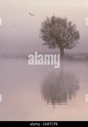 Fog above the lake at cold autumn morning Stock Photo - Alamy