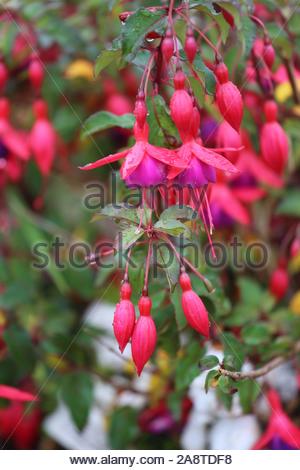 Irish Fuschia flowers growing in the wild Stock Photo - Alamy