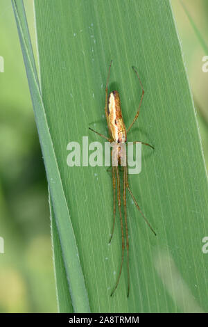 Common Stretch-spider (Tetragnatha extensa), in spider web, Emsland ...