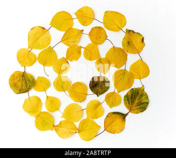 round wreath of yellow dried apricot leaves on a white background, copy ...