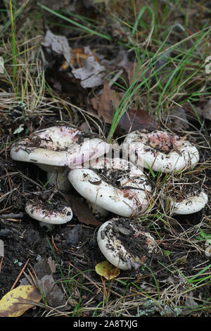 Lactarius controversus, known as the Blushing Milkcap, a wild edible ...