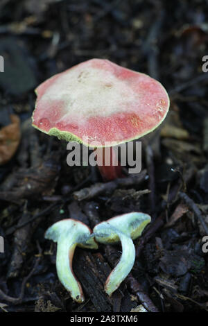 Ruby bolete (Boletus rubellus / Xerocomus rubellus) showing underside ...