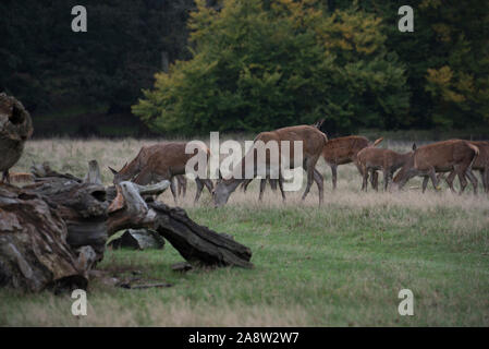 Oh my Deer! Red and fallow deer in rutting season in Richmond Park ...