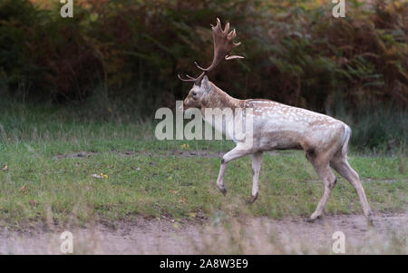 Oh my Deer! Red and fallow deer in rutting season in Richmond Park ...
