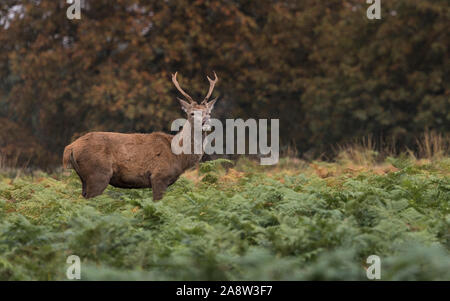 Oh my Deer! Red and fallow deer in rutting season in Richmond Park ...