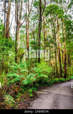 A path running through Eucalyptus trees in the Australian country side ...