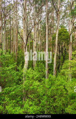 Giant Swamp Gum ( Eucalyptus regnans ), Tall Trees Walk, Mount Field ...