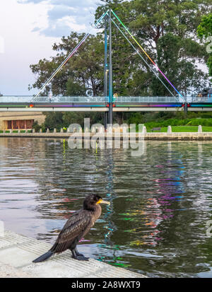 Claisebrook Cove and trafalgar bridge in perth, australia at night ...