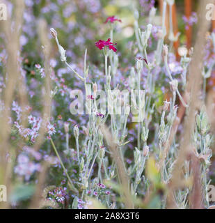 Red campion. Rose Cottage Garden Diary Stock Photo - Alamy
