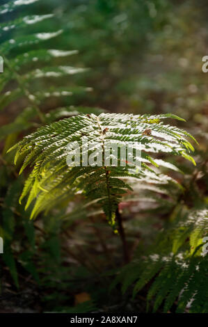 Closeup of the texture of fern leaves on the Hawaiian Island of Kona ...
