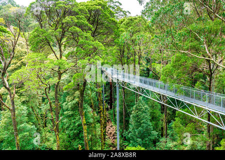 Myrtle beech (Nothofagus cunninghamii), in temperate rainforest. Great ...