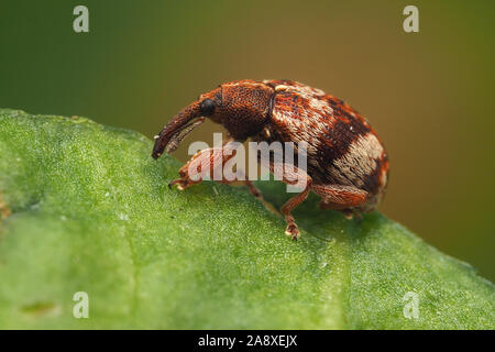 Weevil (Curculionidae) sitting on leaf in rainforest, Tapanti National ...