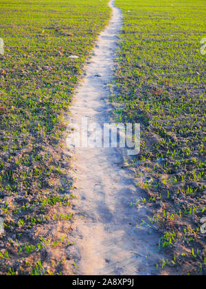Trampled in the grass path in the field. Photo spring close-up. Feed at ...