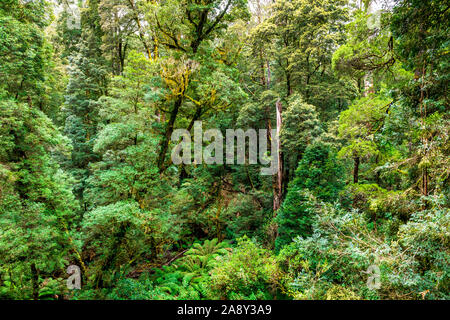 Myrtle beech (Nothofagus cunninghamii), Great Otway National Park ...
