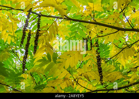 Caucasian Wing Nut Trees, Pterocarya Fraxinifolia native to the ...