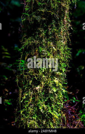 Tree Fern in Melba Gully, Great Otway National Park, Victoria ...