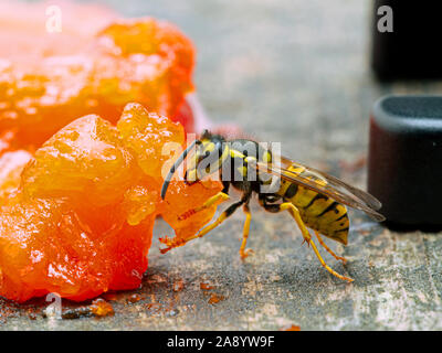 German Wasp (Vespula germanica), chewing wood from a fence to make ...