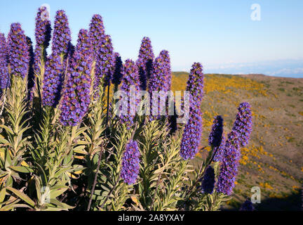 Native plants, Portugal Stock Photo - Alamy