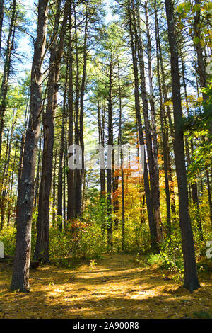 Peak fall views in new England’s forrests Stock Photo - Alamy