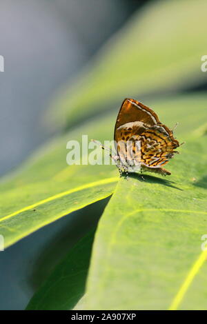 Monkey puzzle butterfly (Rathinda amor), Kerala, India Stock Photo - Alamy