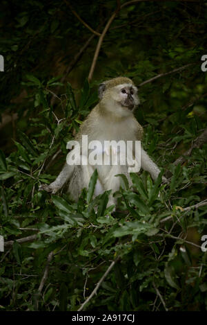 Female Malbrouck's Monkey (Chlorocebus cynosuros) with young, Western ...