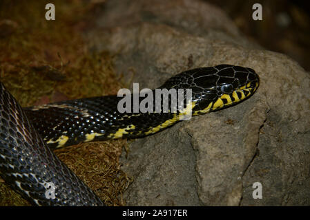 Russian rat snake Stock Photo - Alamy