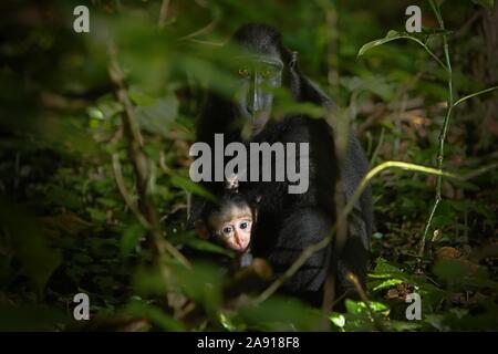 An offspring of Sulawesi black-crested macaque (Macaca nigra) moves on ...